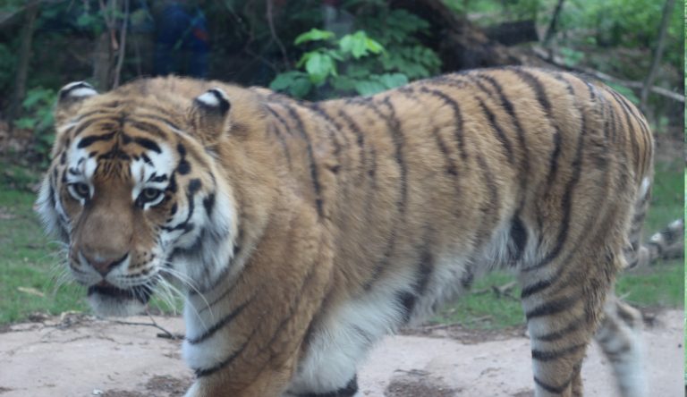 Fun at John Ball Park Zoo! | Port Pediatric Dentistry